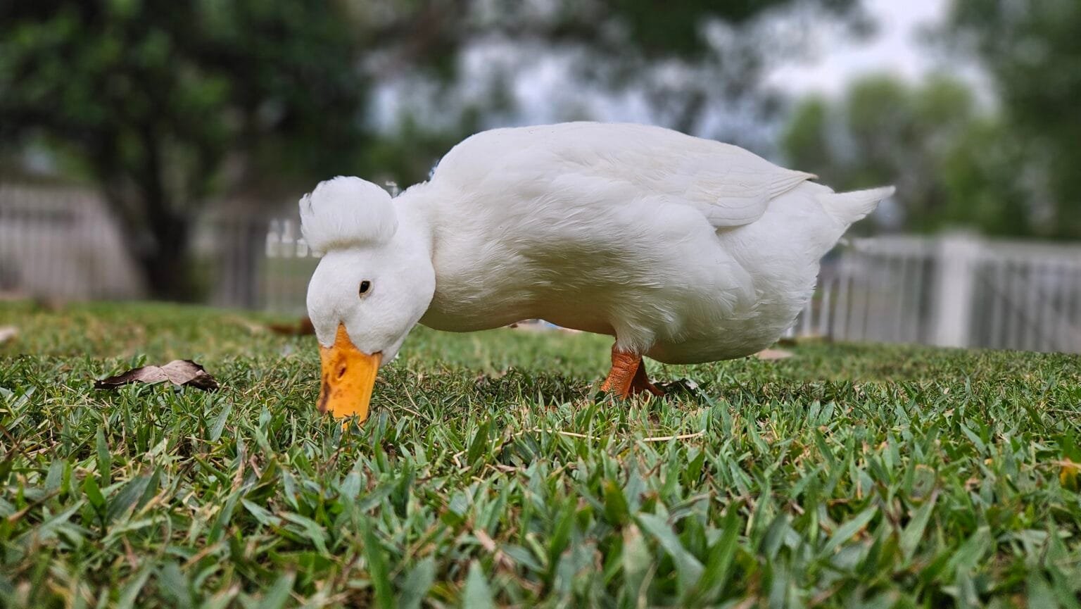 Feeding Ducks: A Guide to Keeping Your Flock Happy and Healthy