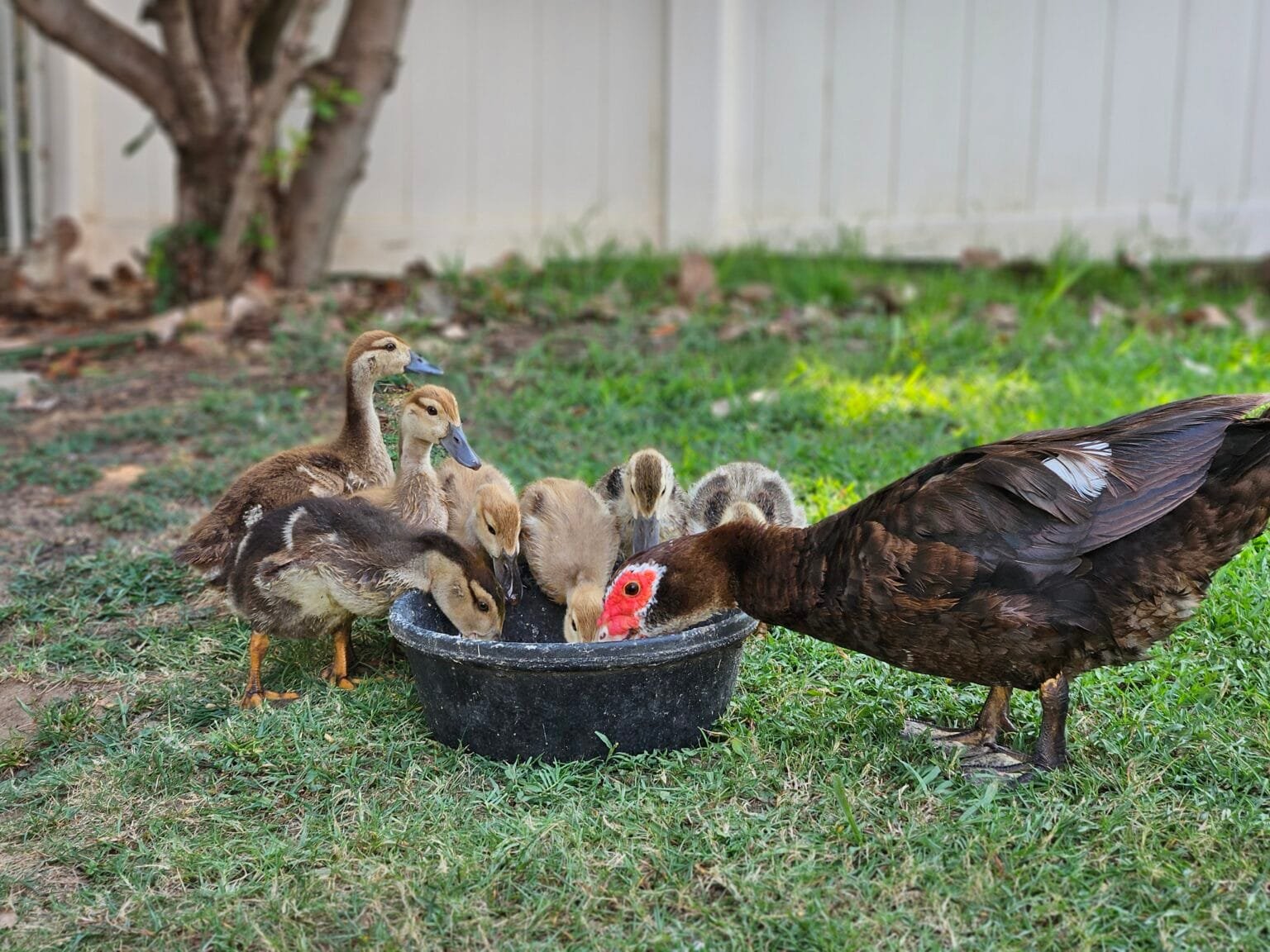 Feeding Ducks: A Guide to Keeping Your Flock Happy and Healthy