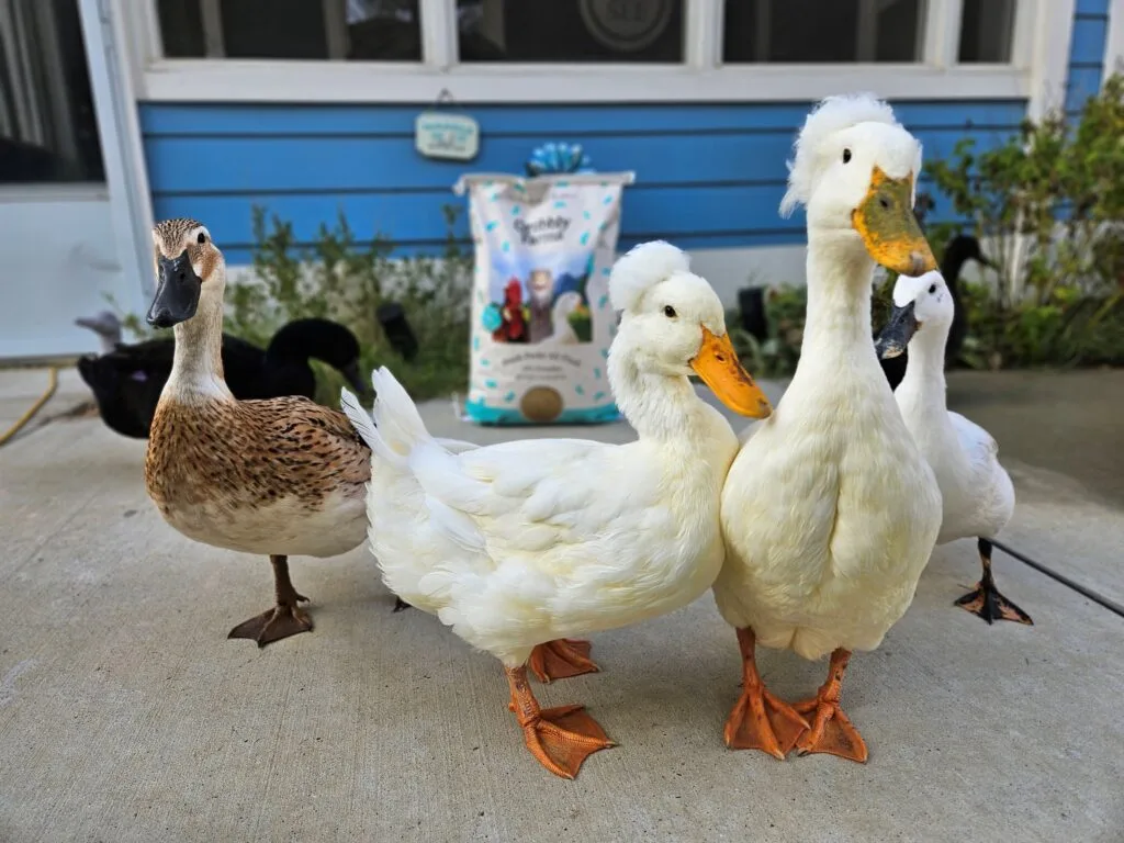 Feeding Ducks: A Guide to Keeping Your Flock Happy and Healthy