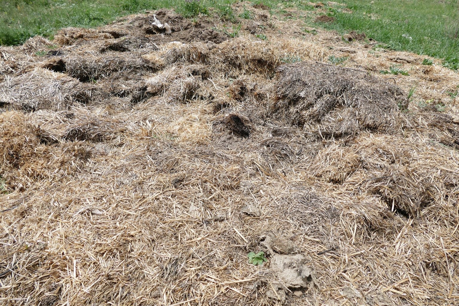 16 Common Duck Health Conditions You Should Know About