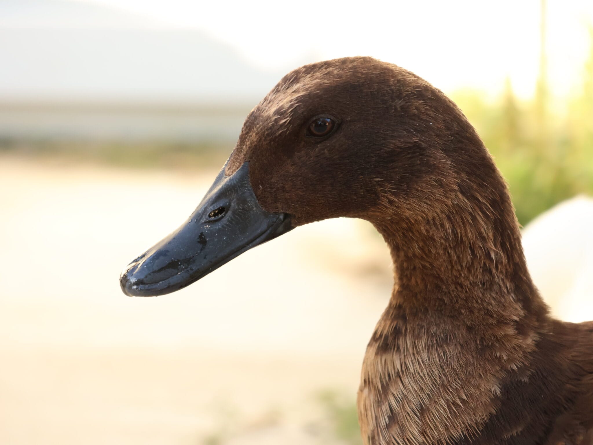 The Importance of Niacin for Ducks: What Every Duck Keeper Should Know
