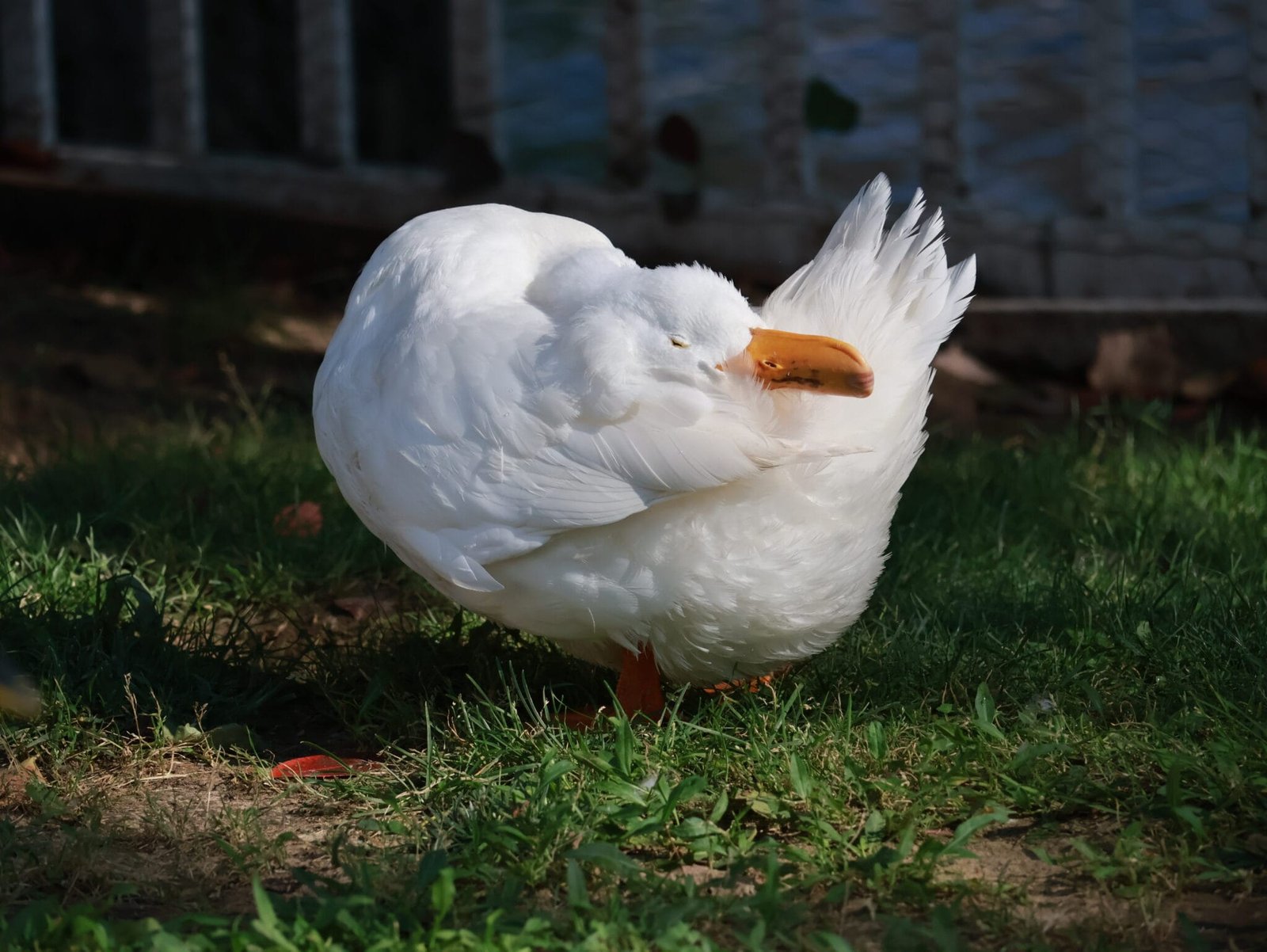 Common External Duck Parasites: Signs, Treatment, and Prevention Tips