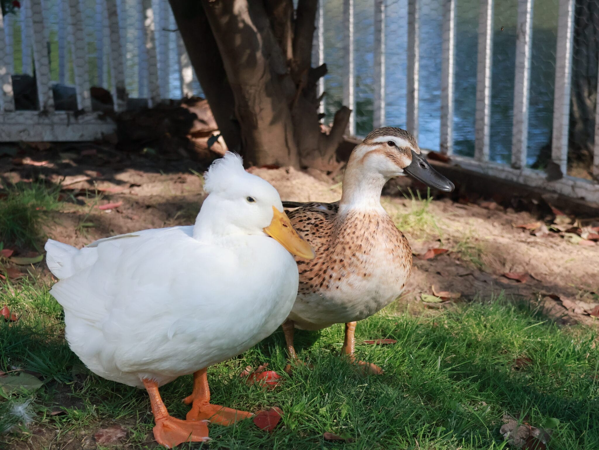 Wry Neck in Ducks: Causes, Care, and Recovery Tips