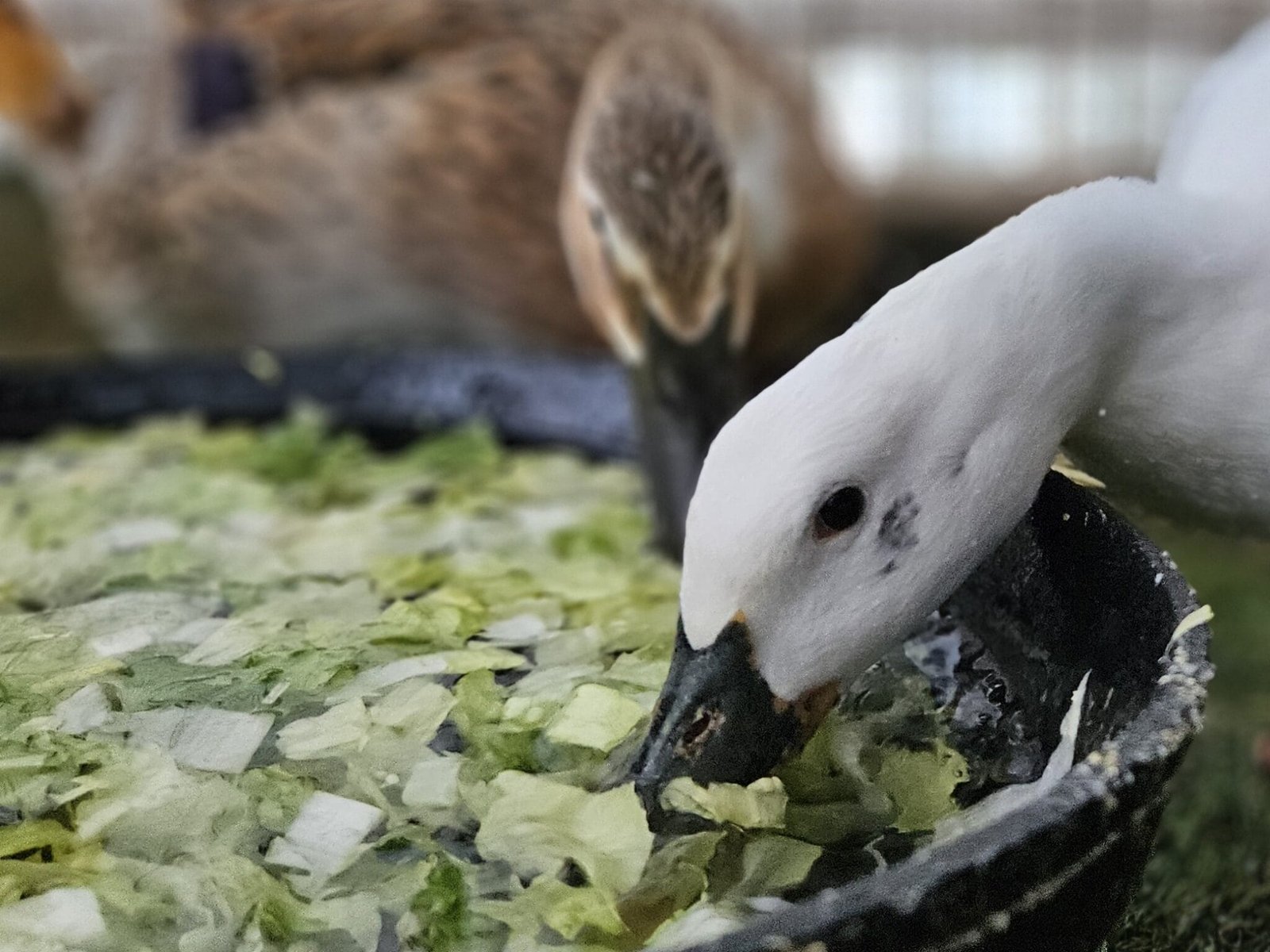 Feeding Ducks: A Guide to Keeping Your Flock Happy and Healthy