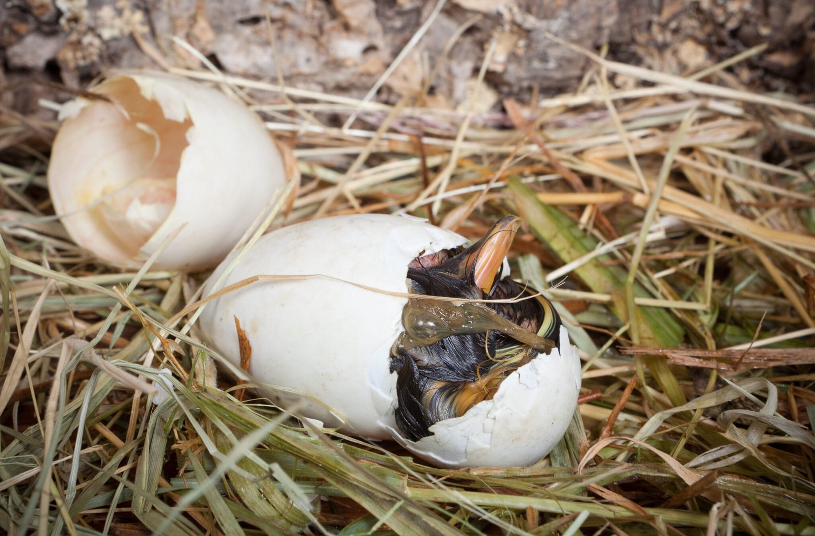 Hatching Ducklings Like a Pro: Step-by-Step Incubation & Brooder Guide!