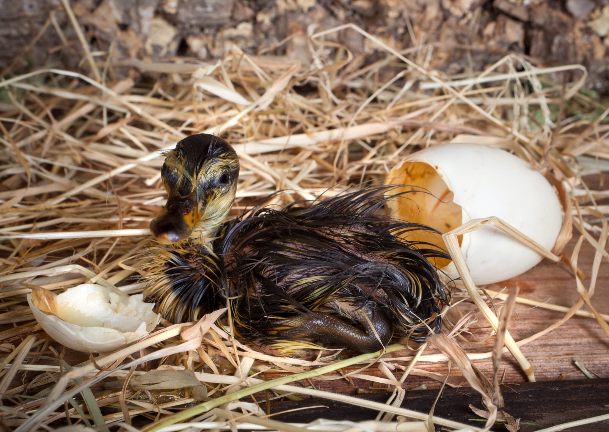 Hatching Ducklings Like a Pro: Step-by-Step Incubation & Brooder Guide!