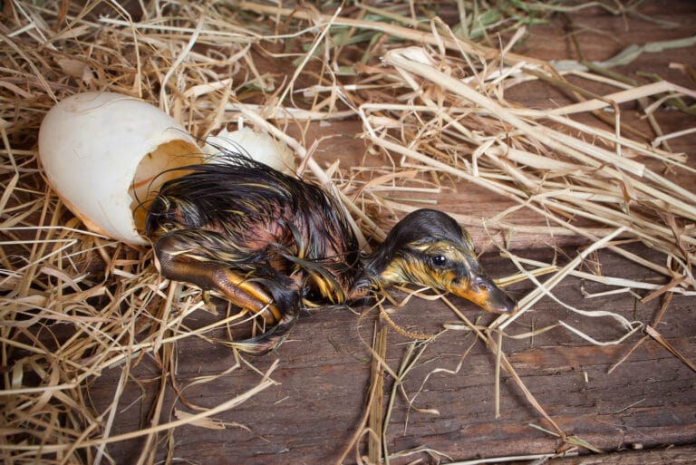 Hatching Ducklings Like a Pro: Step-by-Step Incubation & Brooder Guide!