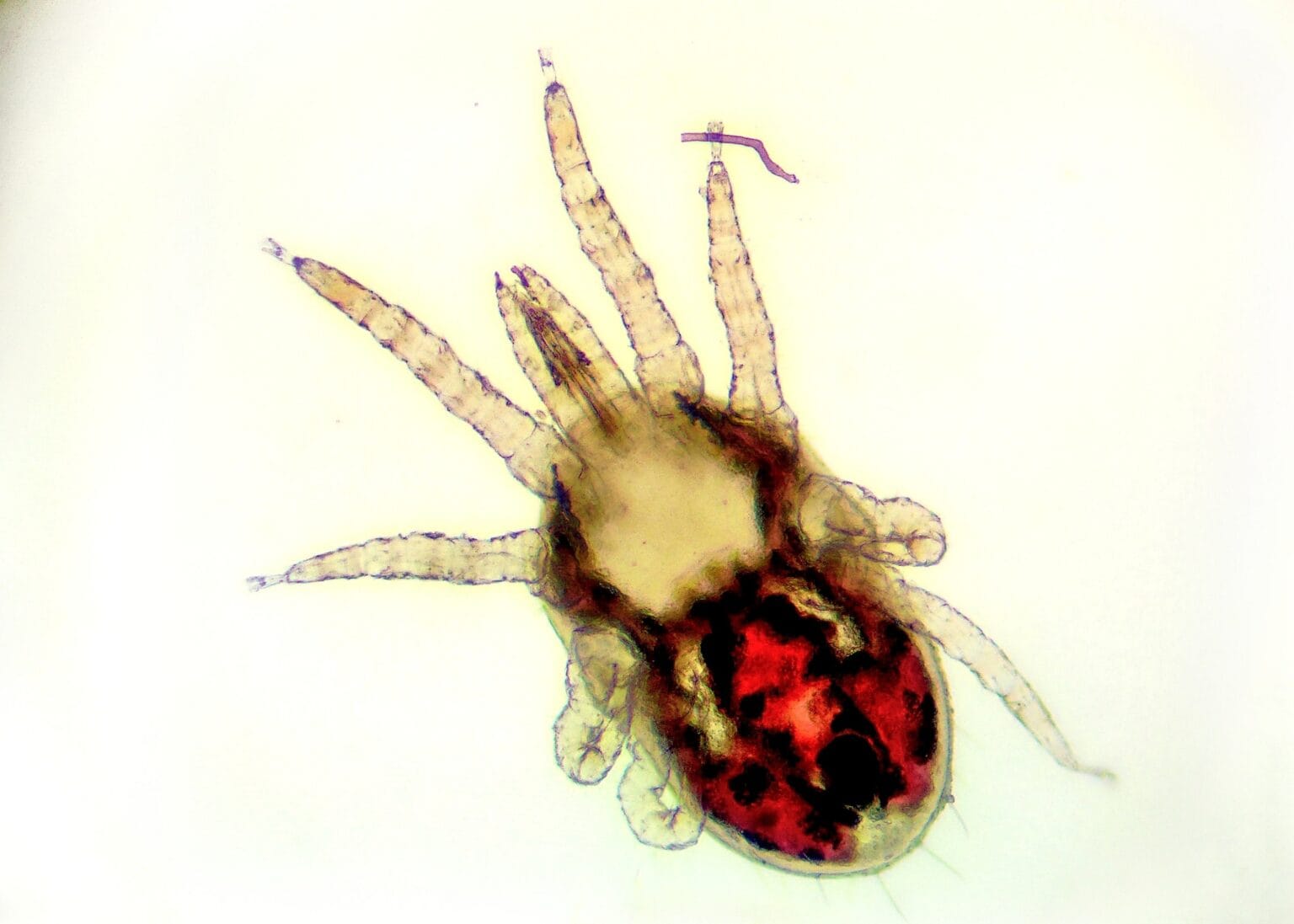 Common External Duck Parasites: Signs, Treatment, and Prevention Tips