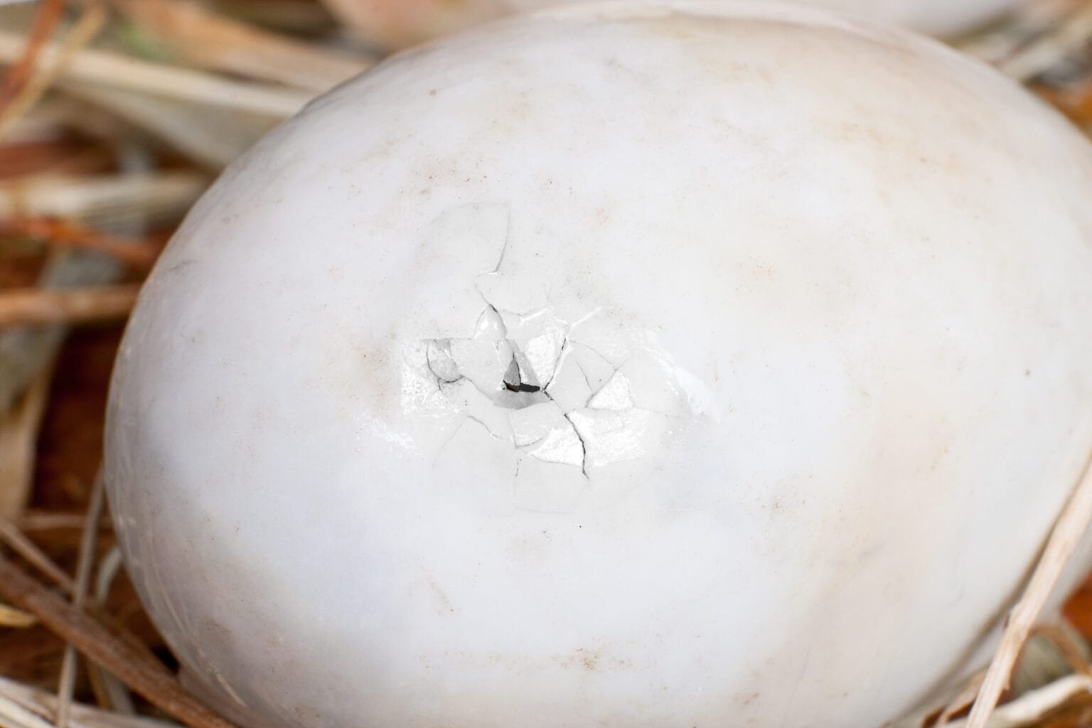 Hatching Ducklings Like a Pro: Step-by-Step Incubation & Brooder Guide!