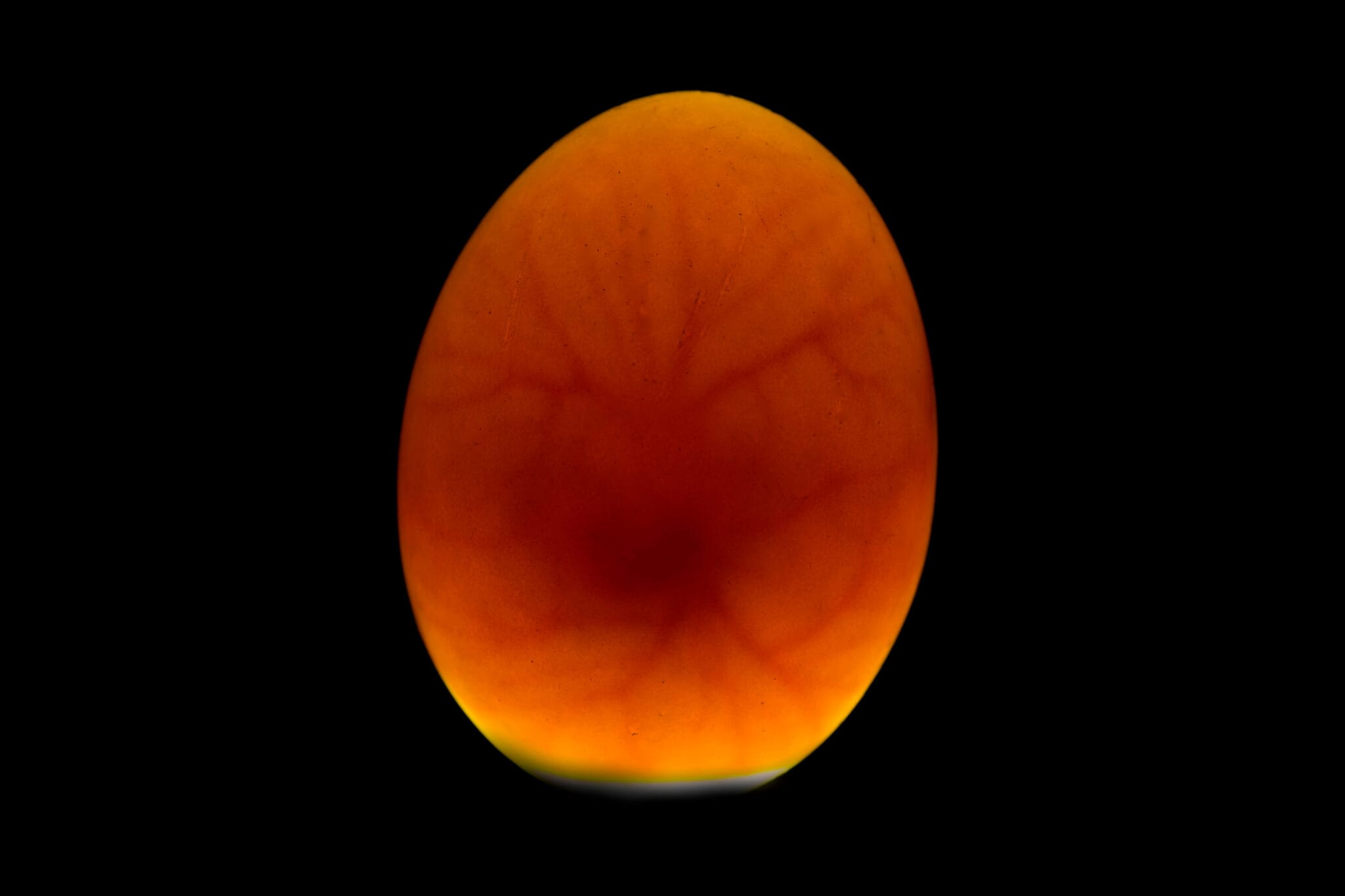 Hatching Ducklings Like a Pro: Step-by-Step Incubation & Brooder Guide!
