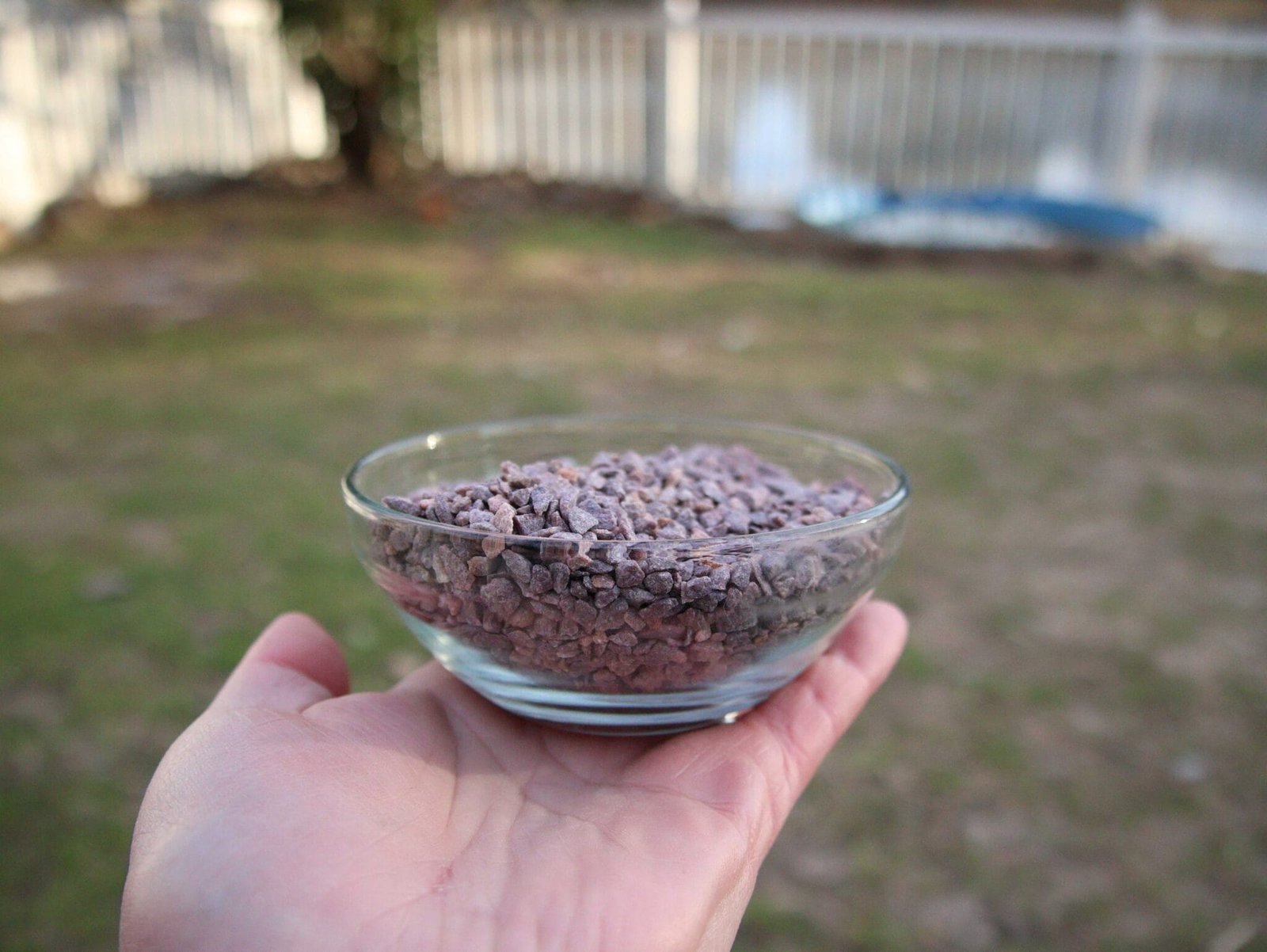 Grit for Ducks - Do they really need it? An Essential Guide