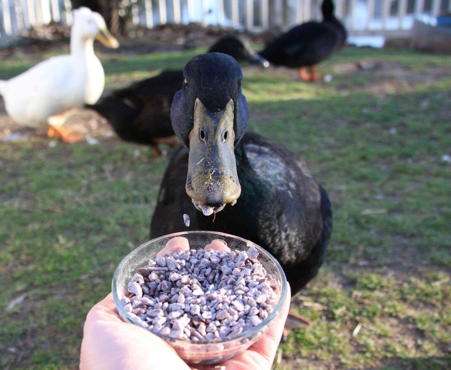 Grit for Ducks - Do they really need it? An Essential Guide