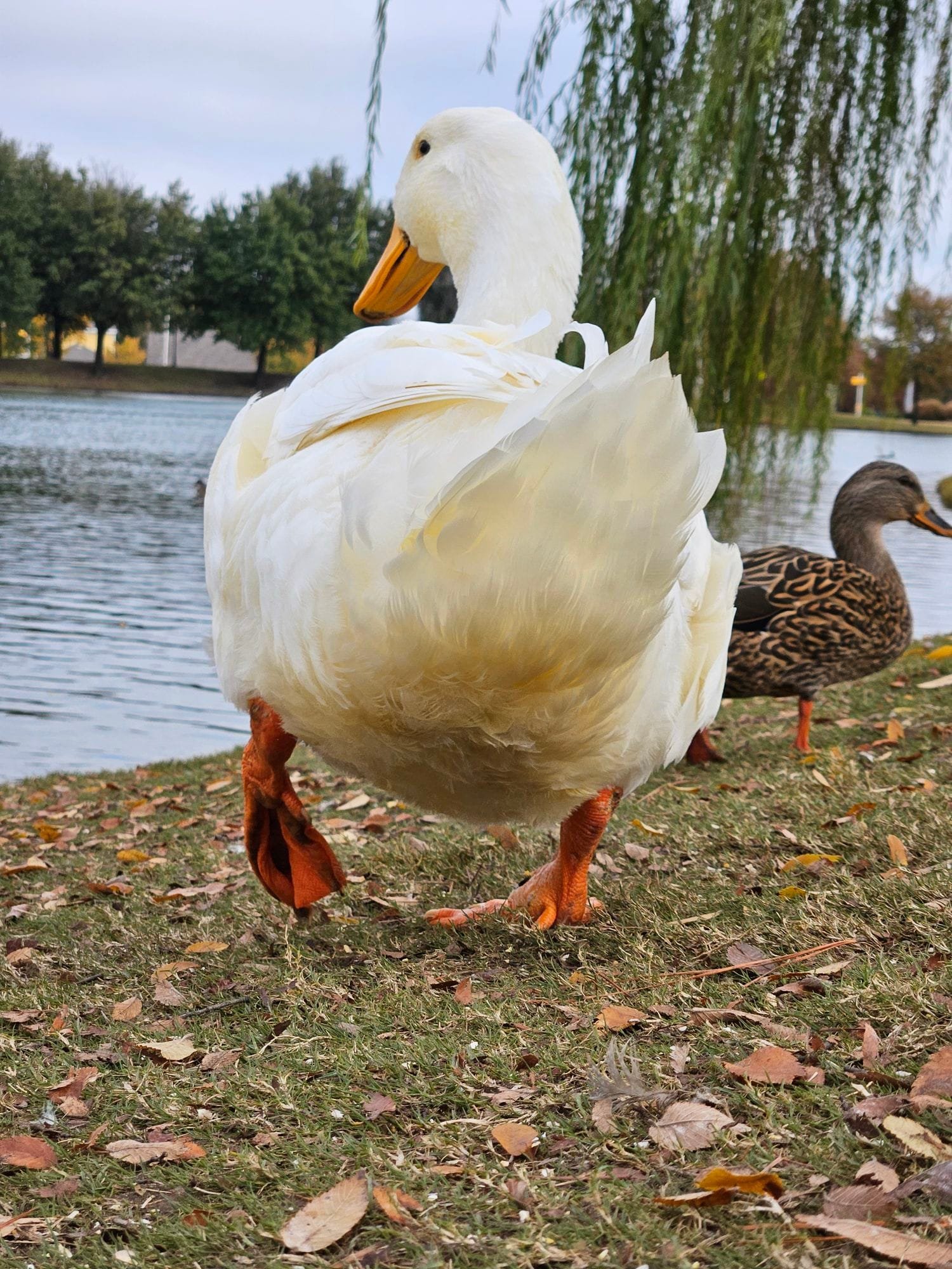 Arthritis in Ducks: Expert Tips to Recognize, Manage, and Relieve Your ...