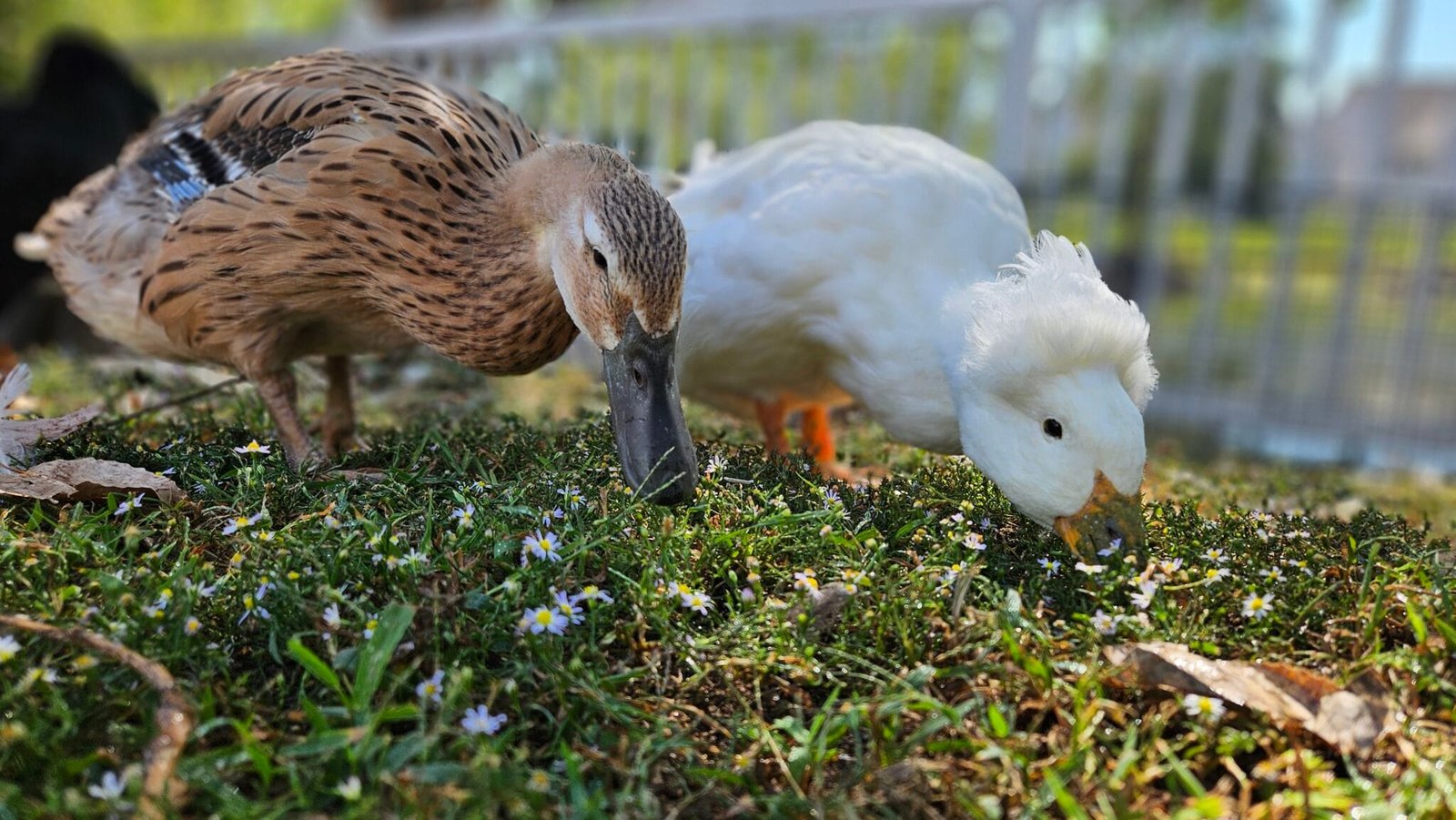 Duck Virus Enteritis: How to Protect Your Flock from This Deadly Duck ...