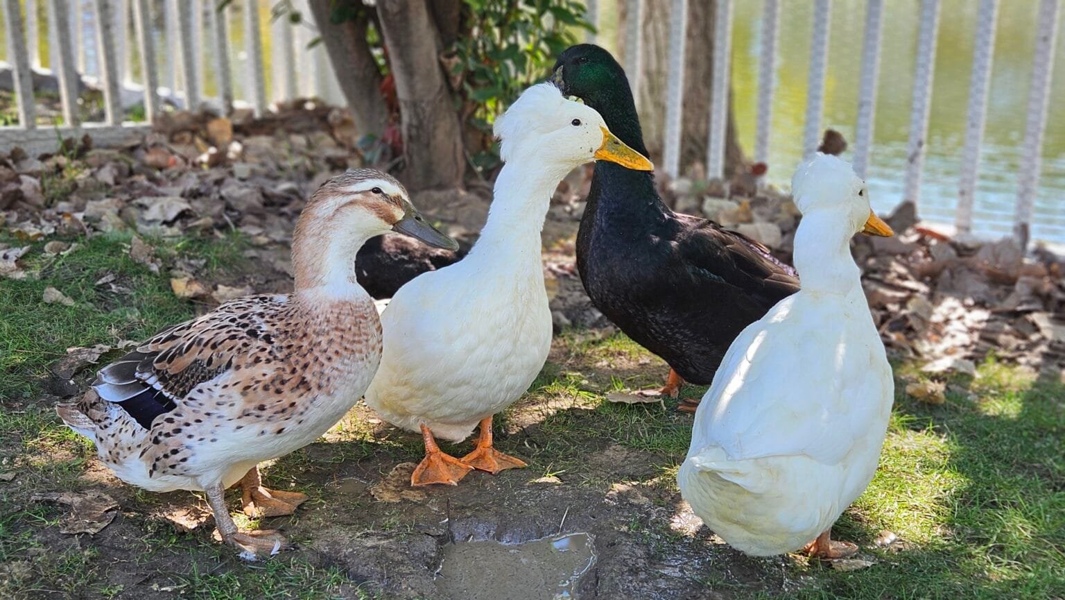 Duck Virus Enteritis: How to Protect Your Flock from This Deadly Duck ...