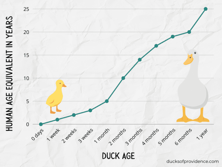 How Old Is My Duck in Human Years? A Guide to Duck Life Stages