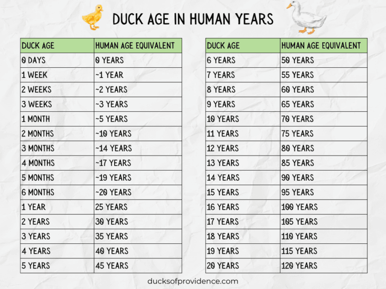 How Old Is My Duck in Human Years? A Guide to Duck Life Stages