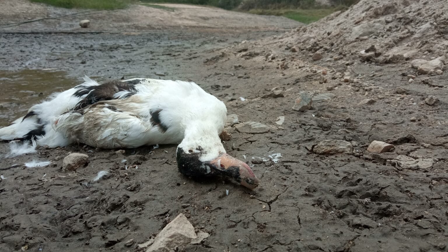 Duck Virus Enteritis: How to Protect Your Flock from This Deadly Duck ...