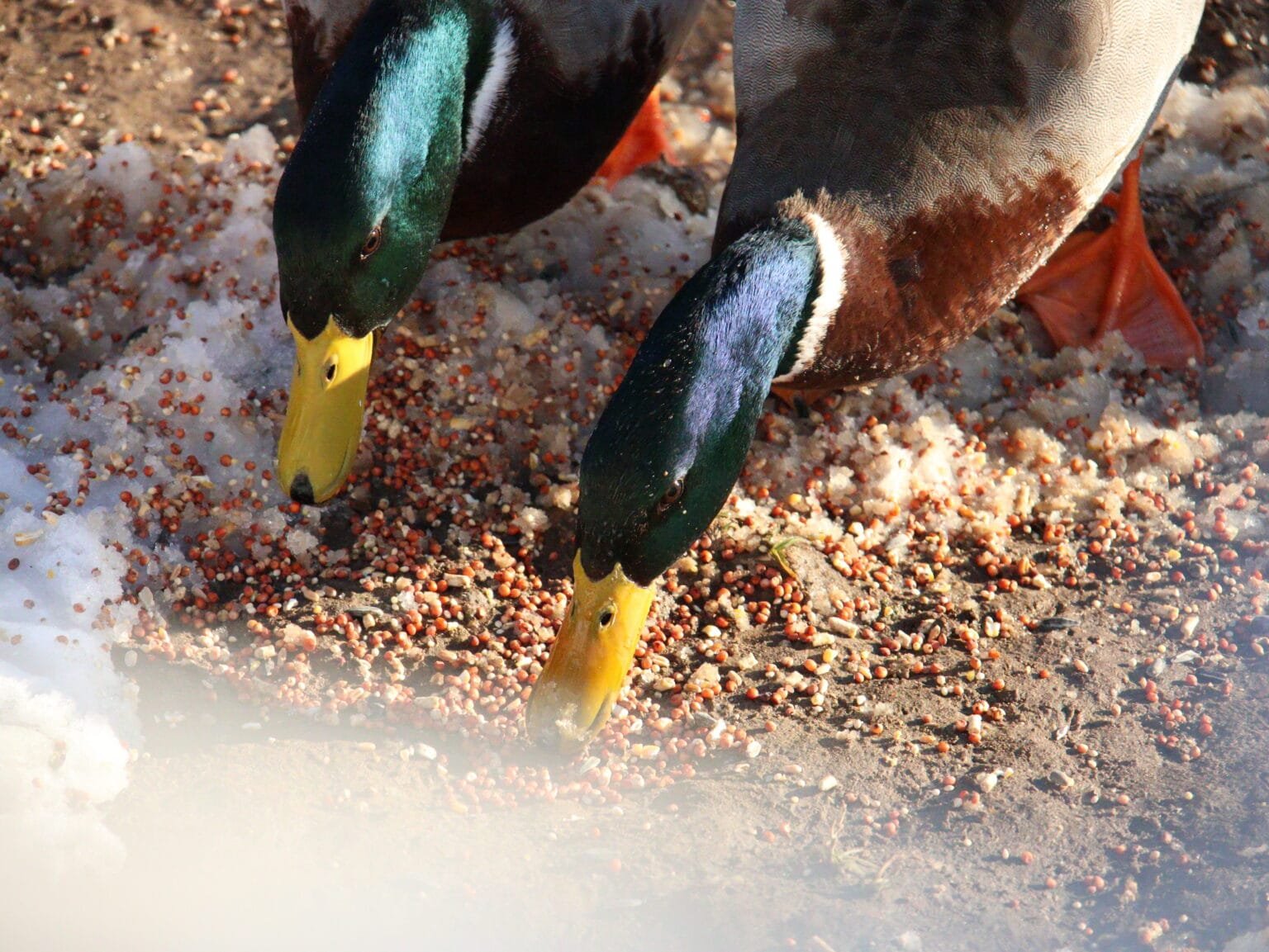 Duck Virus Enteritis: How to Protect Your Flock from This Deadly Duck ...