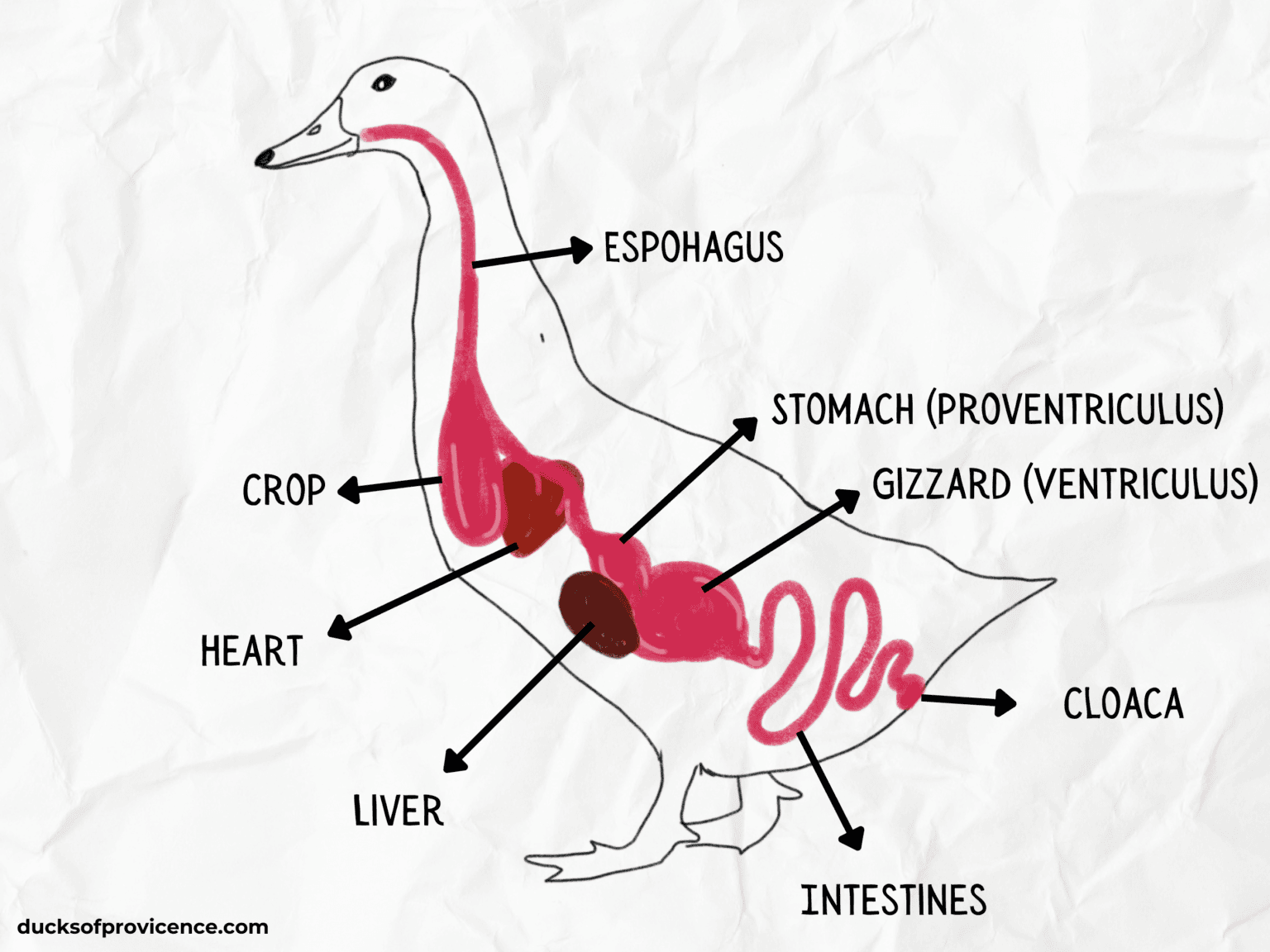 Duck Digestive System Anatomy