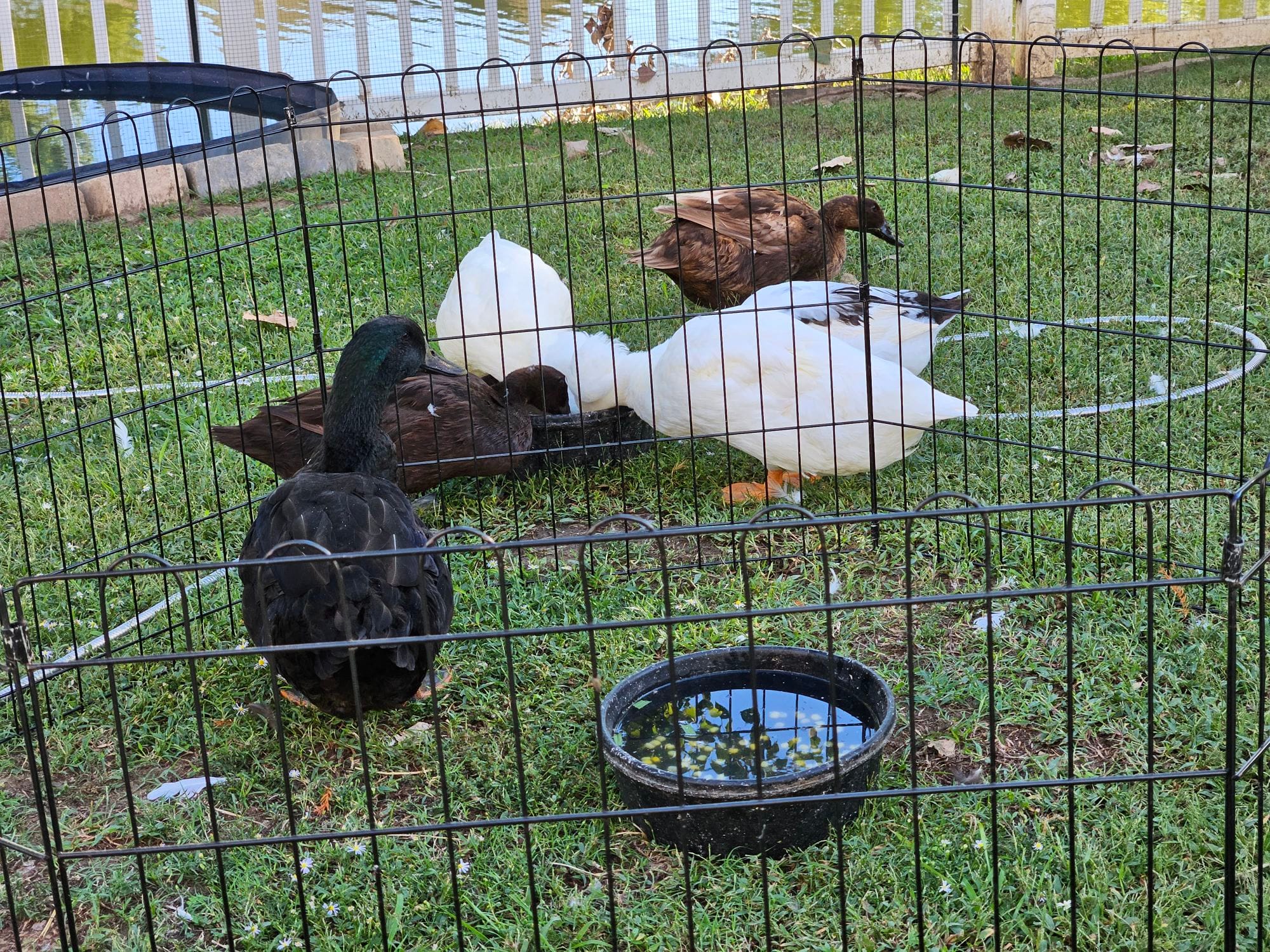 The Untold Truth About Mating Ducks: From Passion to Overmating