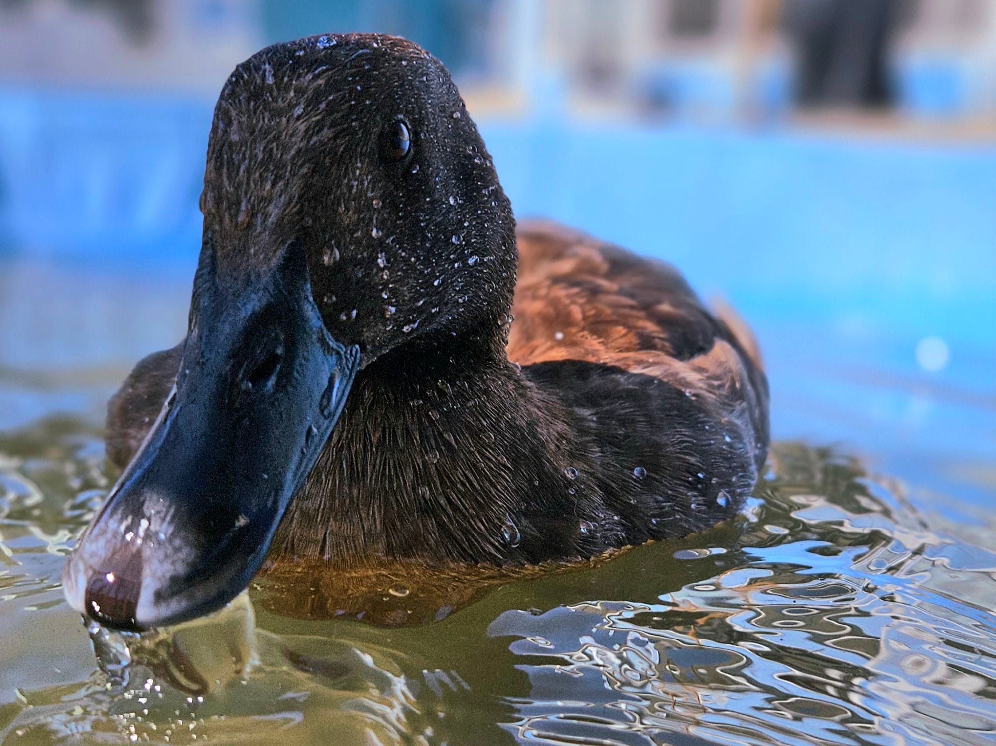 Does my Duck Like Me? 12 Signs Your Ducks Love and Trust You