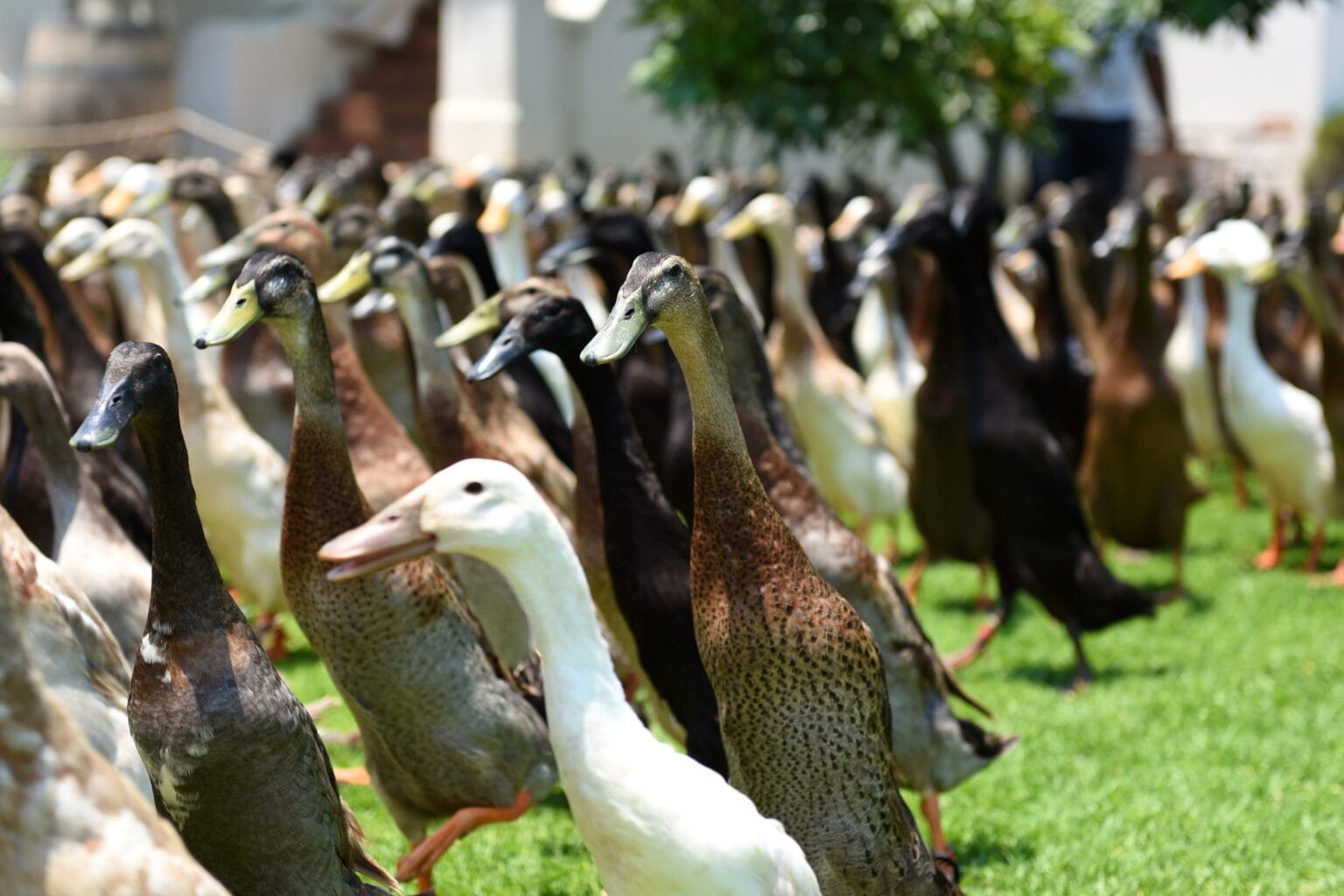 Indian Runner Ducks: The Upright, Active, and Entertaining Breed