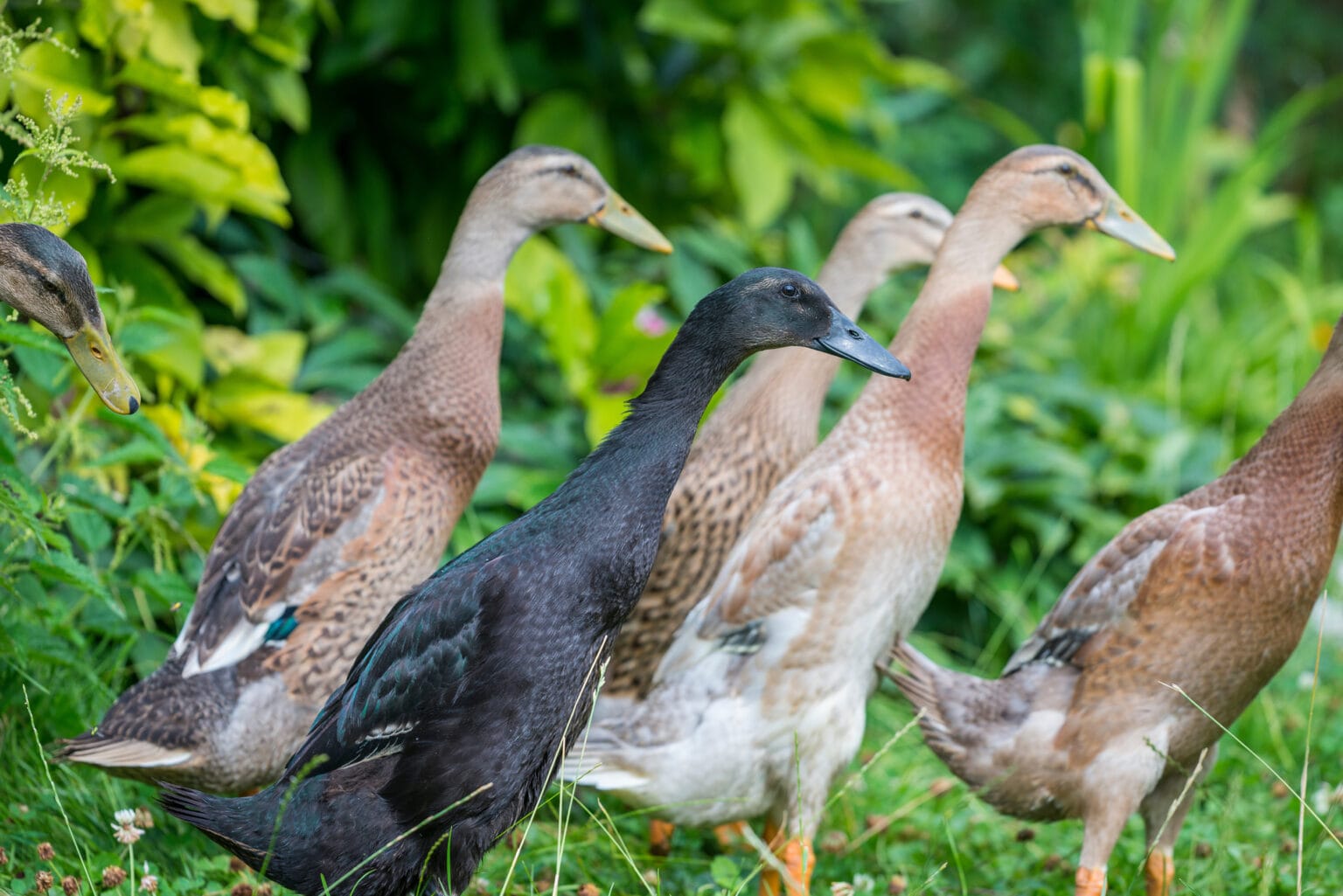 Indian Runner Ducks: The Upright, Active, and Entertaining Breed
