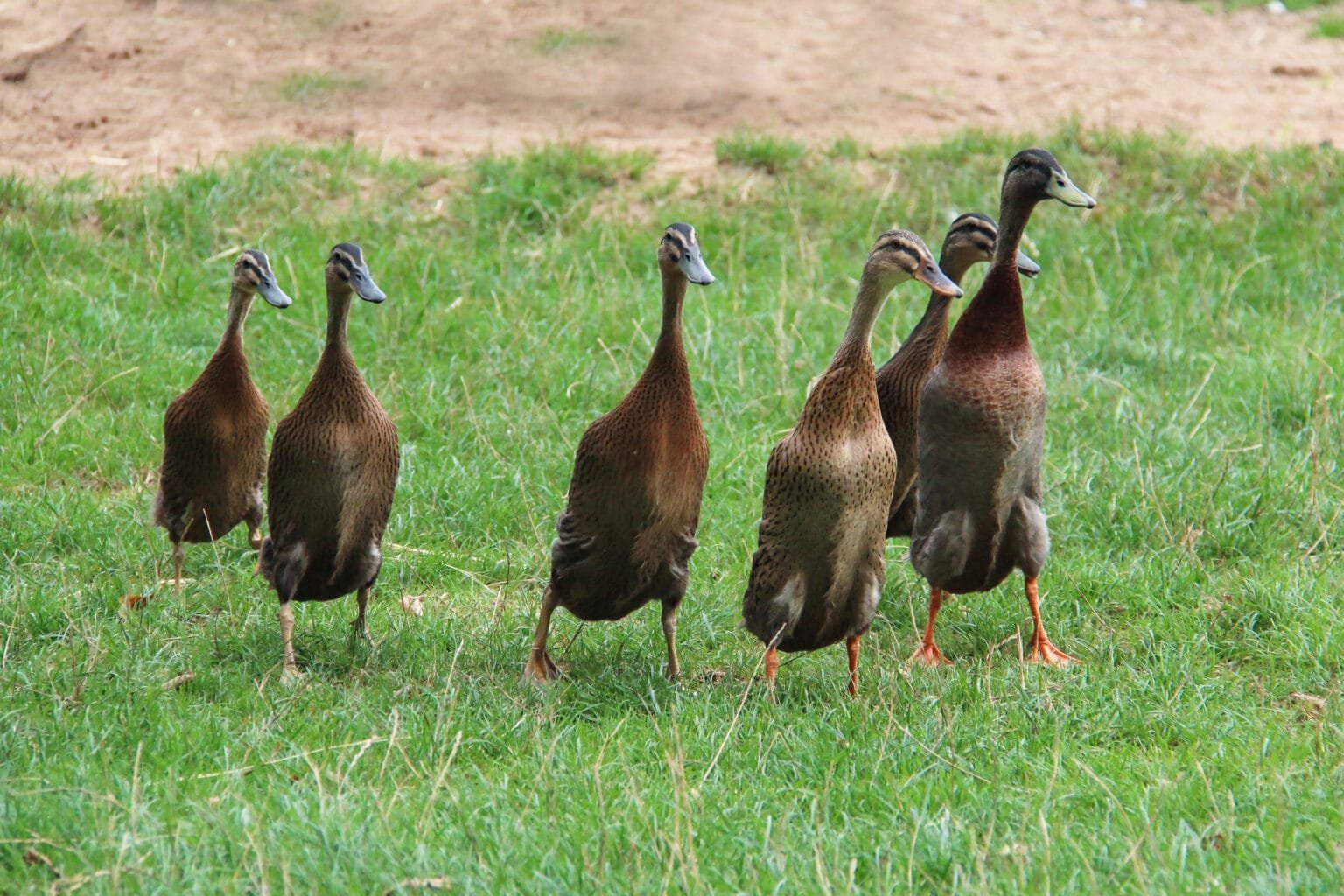 Indian Runner Ducks: The Upright, Active, and Entertaining Breed