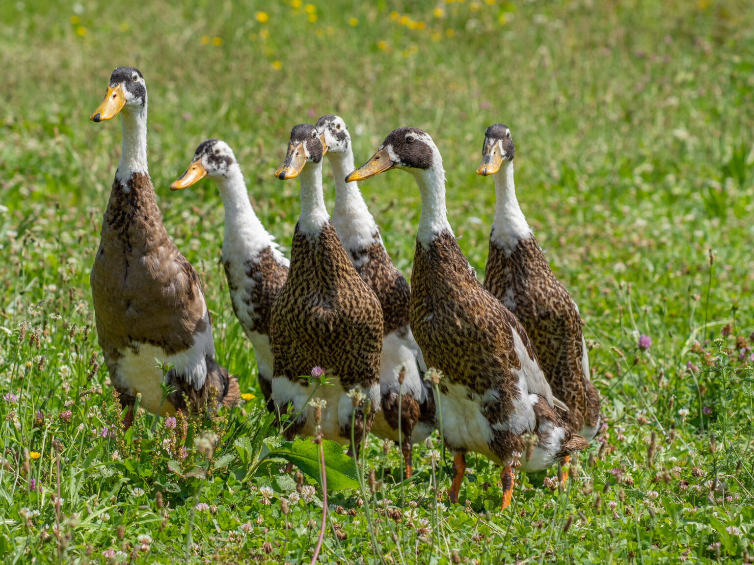 Indian Runner Ducks: The Upright, Active, and Entertaining Breed