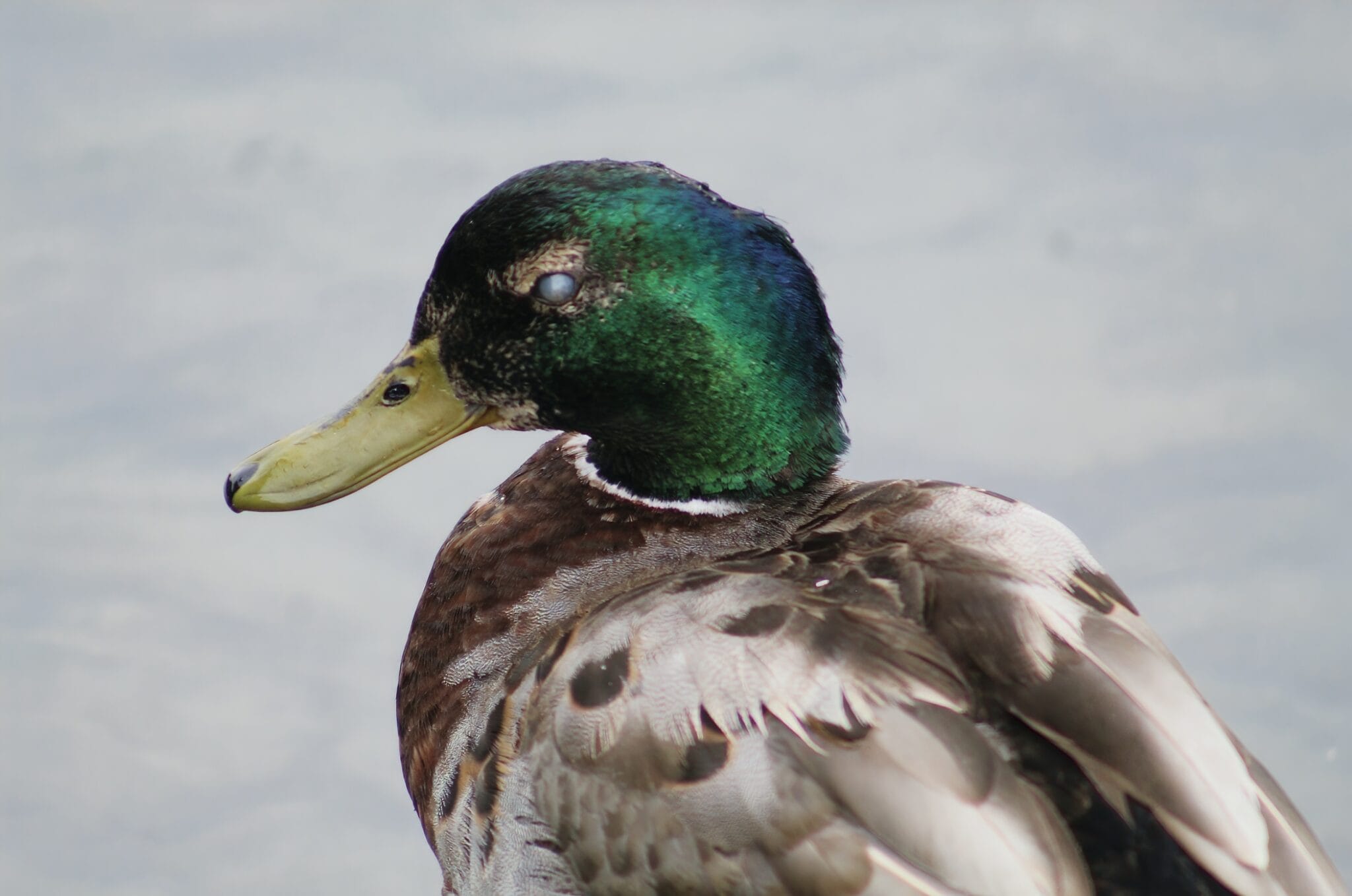 Duck Eye Health: Understanding Cataracts in Ducks and How to Treat Them