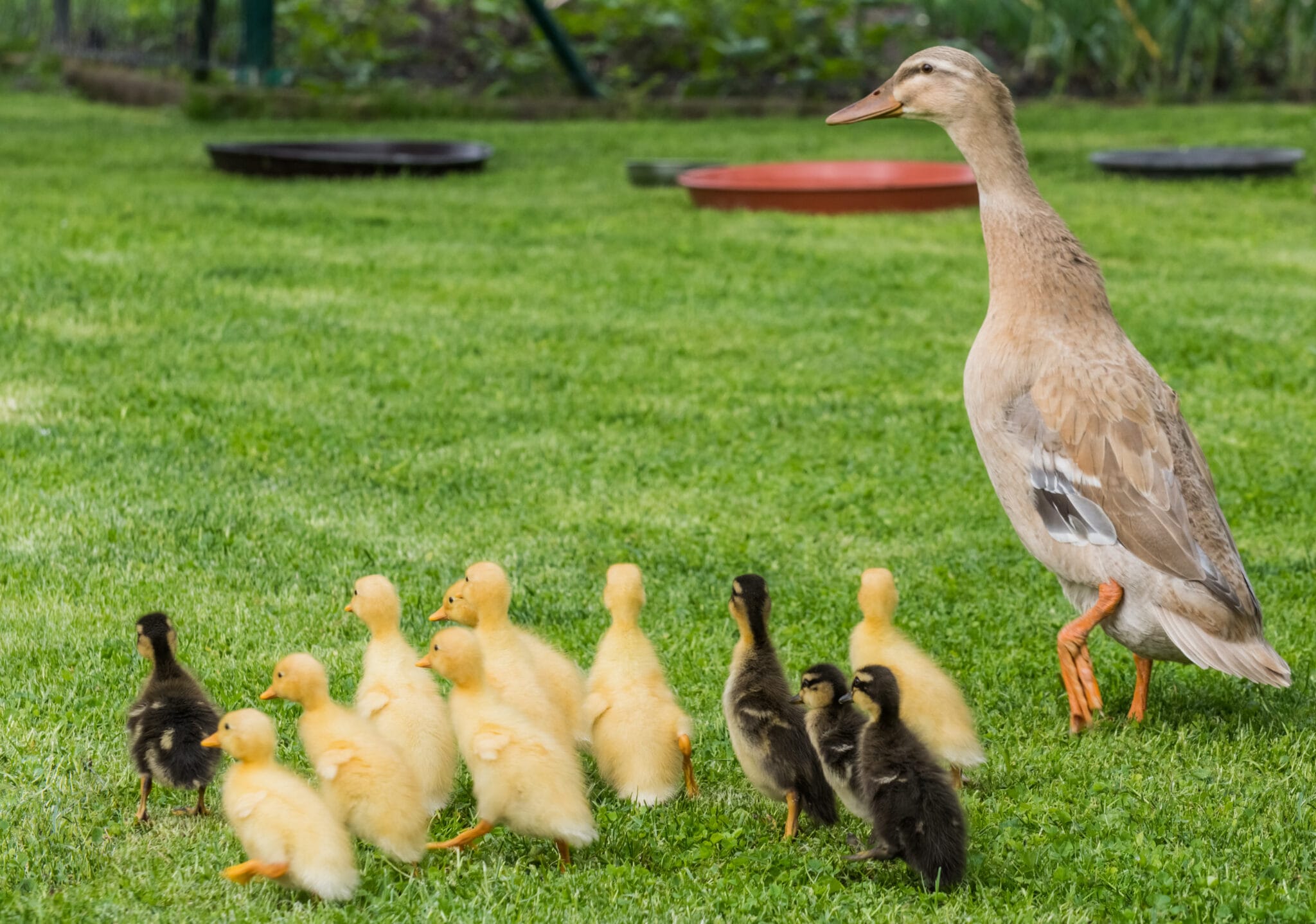 Indian Runner Ducks: The Upright, Active, and Entertaining Breed