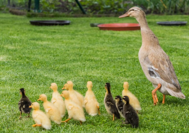 Indian Runner Ducks: The Upright, Active, and Entertaining Breed