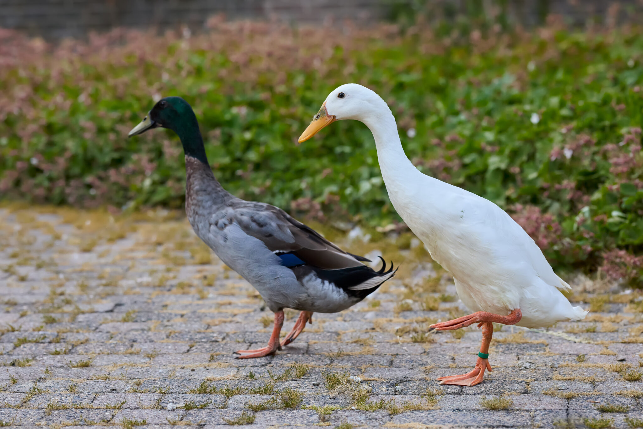 Indian Runner Ducks: The Upright, Active, and Entertaining Breed