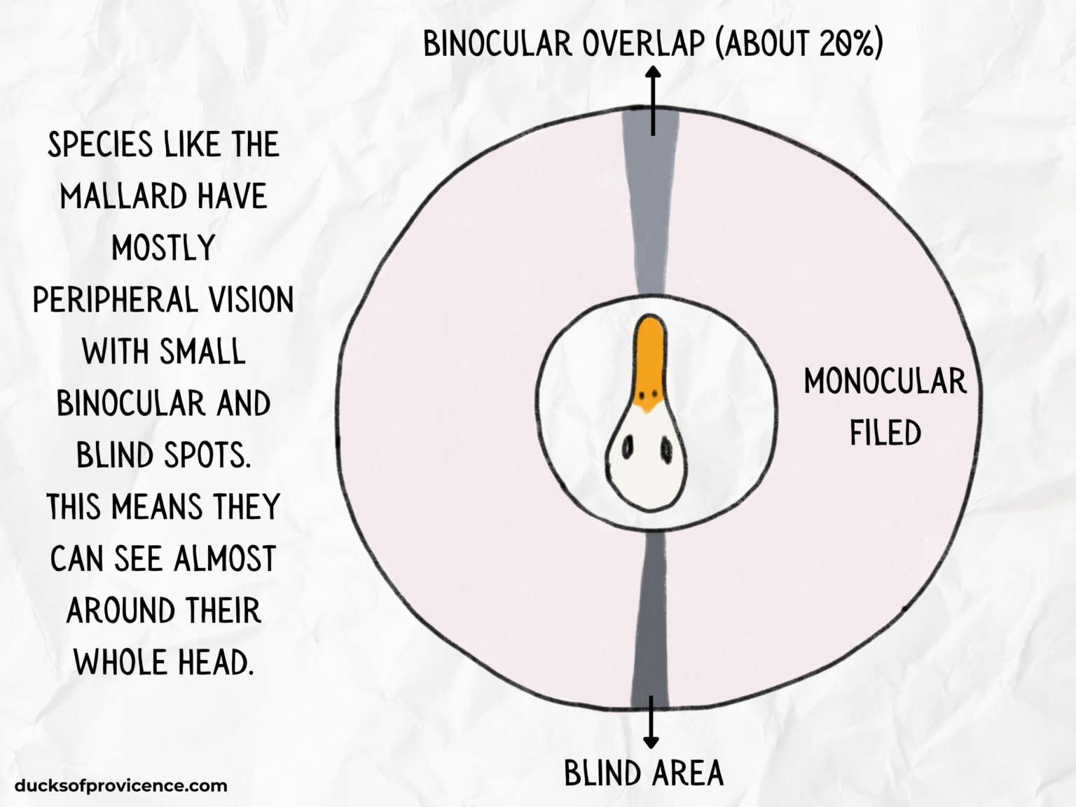 Duck Eye Health: Understanding Cataracts in Ducks and How to Treat Them