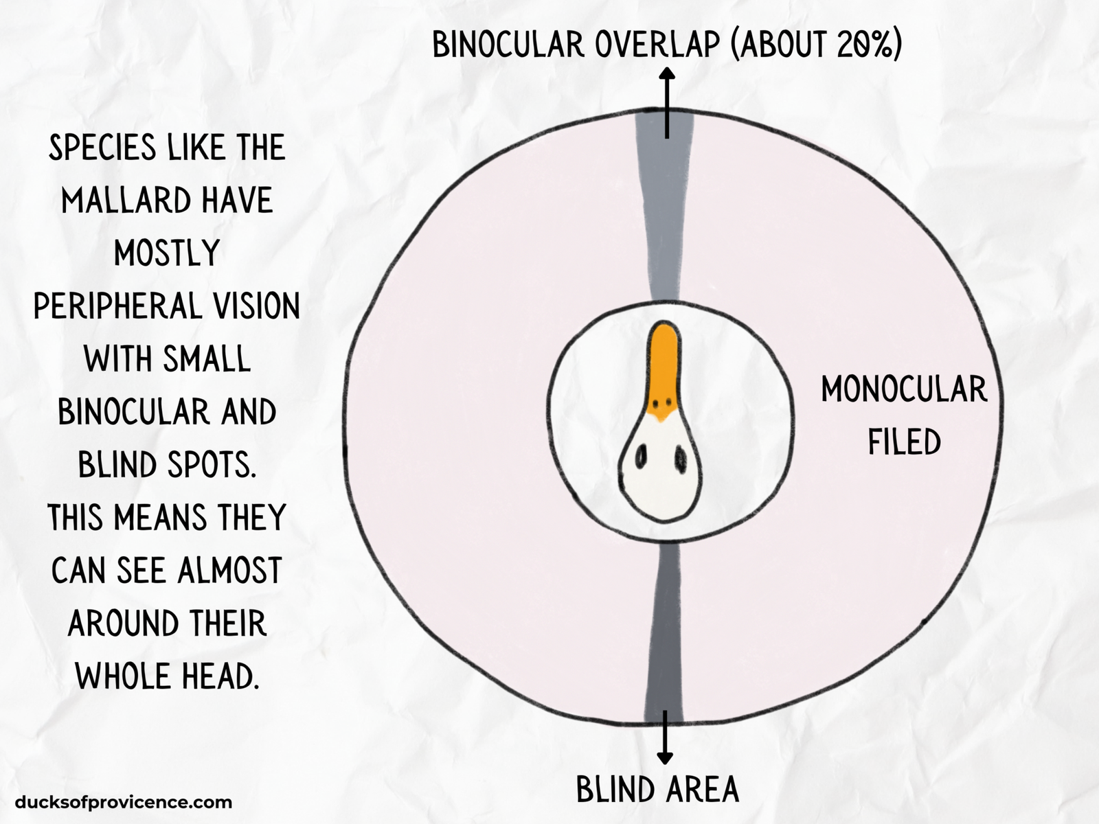 Duck Eye Health: Understanding Cataracts in Ducks and How to Treat Them