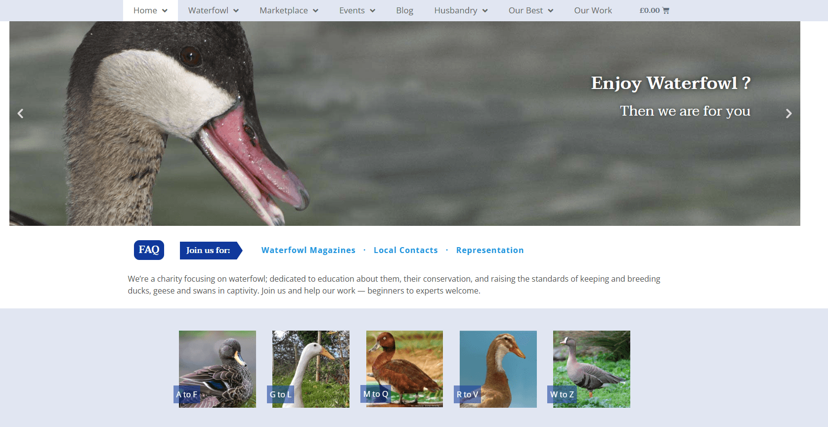 Top 8 Duck Websites Every Pet Duck Owner Should Bookmark