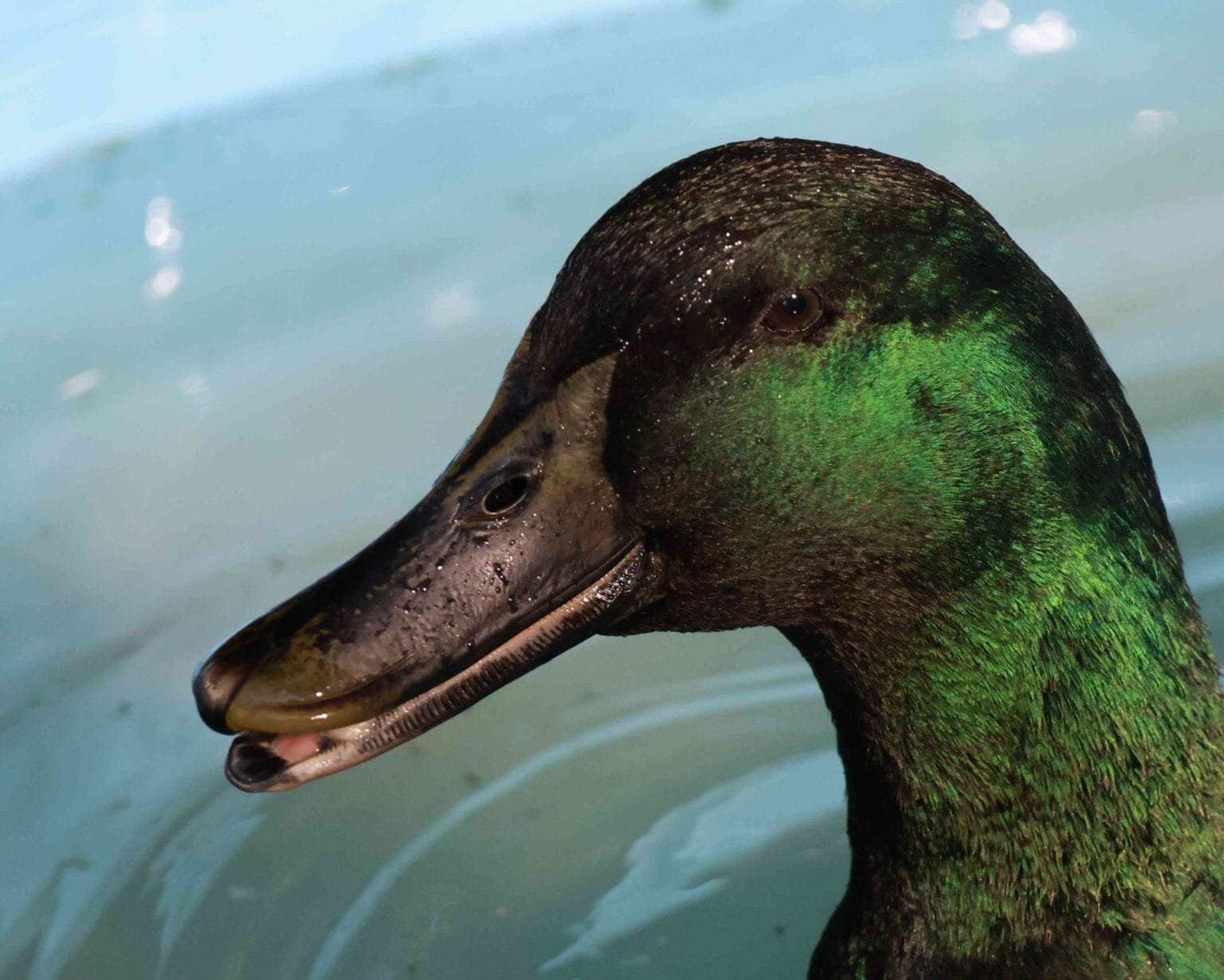 Cayuga Ducks: The Beautiful Black Duck Breed