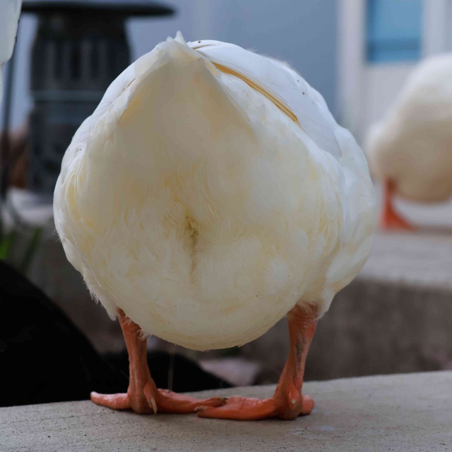 Prolapsed Vent in Ducks: Causes, Treatment, and Prevention