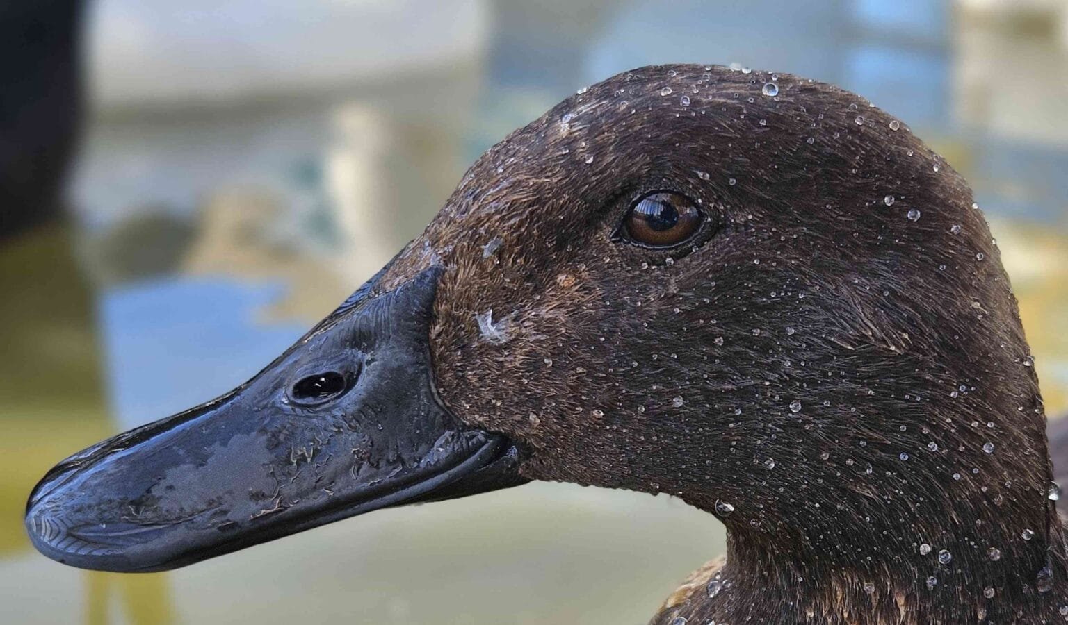 Duck Eye Health: Understanding Cataracts in Ducks and How to Treat Them