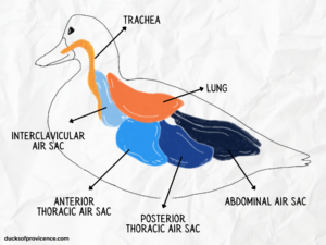 The Duck Respiratory System: Airways, Lungs, and Air Sacs in Detail