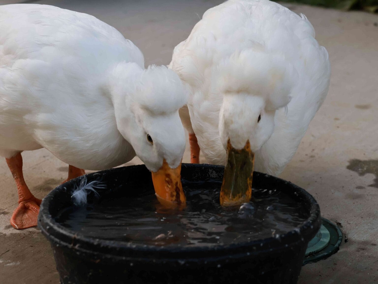 The Duck Respiratory System: Airways, Lungs, and Air Sacs in Detail