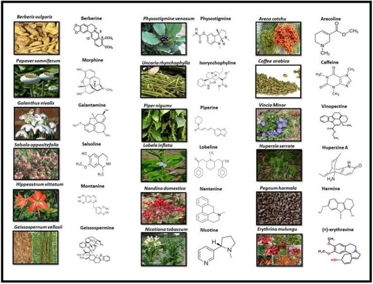 Toxic Plants for Ducks: What You Need to Know