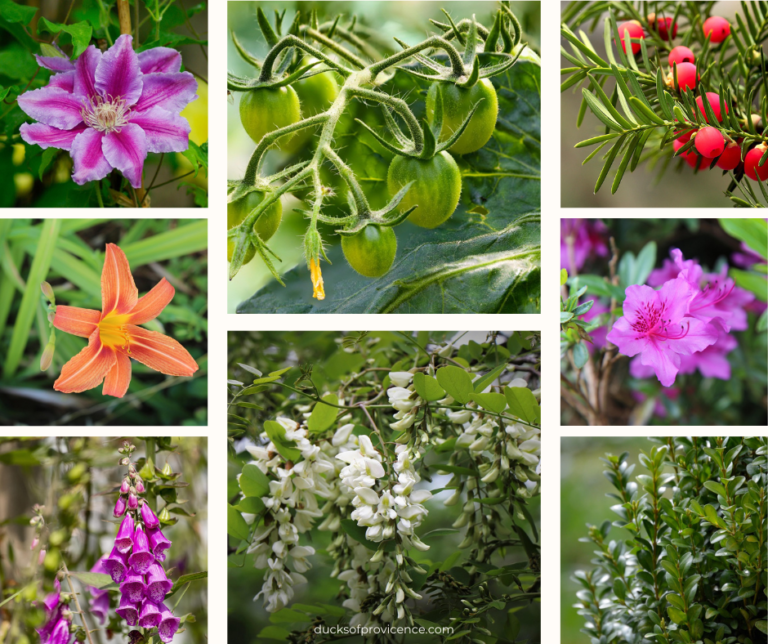 Toxic Plants for Ducks: What You Need to Know