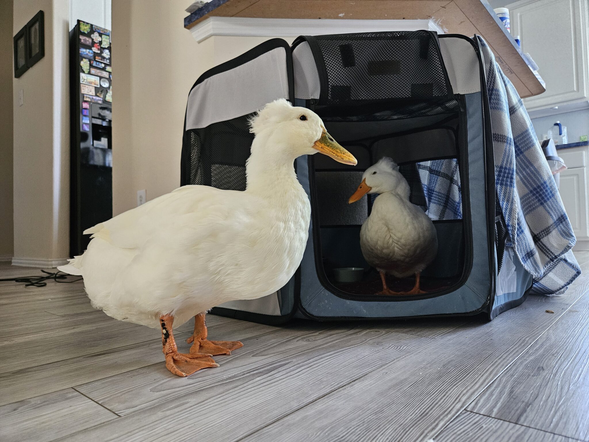Prolapsed Vent in Ducks: Causes, Treatment, and Prevention