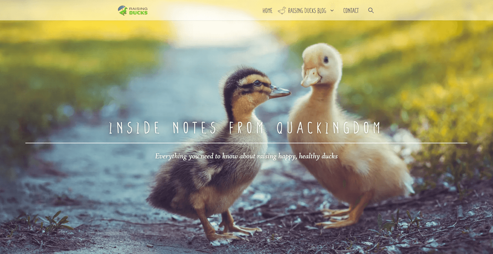 Top 8 Duck Websites Every Pet Duck Owner Should Bookmark