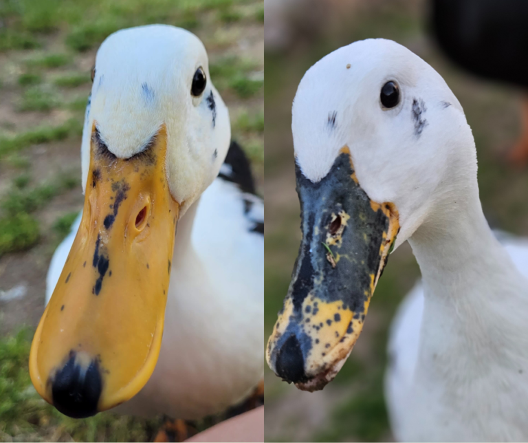 What are Bill Freckles in Ducks