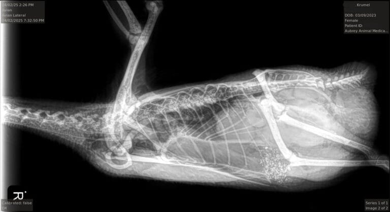 Reproductive Issues in Ducks: What They Are, Why They Happen, and How ...