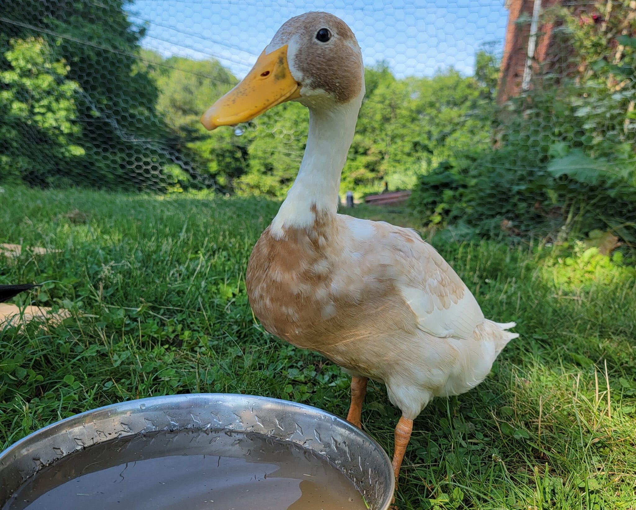 Indian Runner Ducks: The Upright, Active, and Entertaining Breed