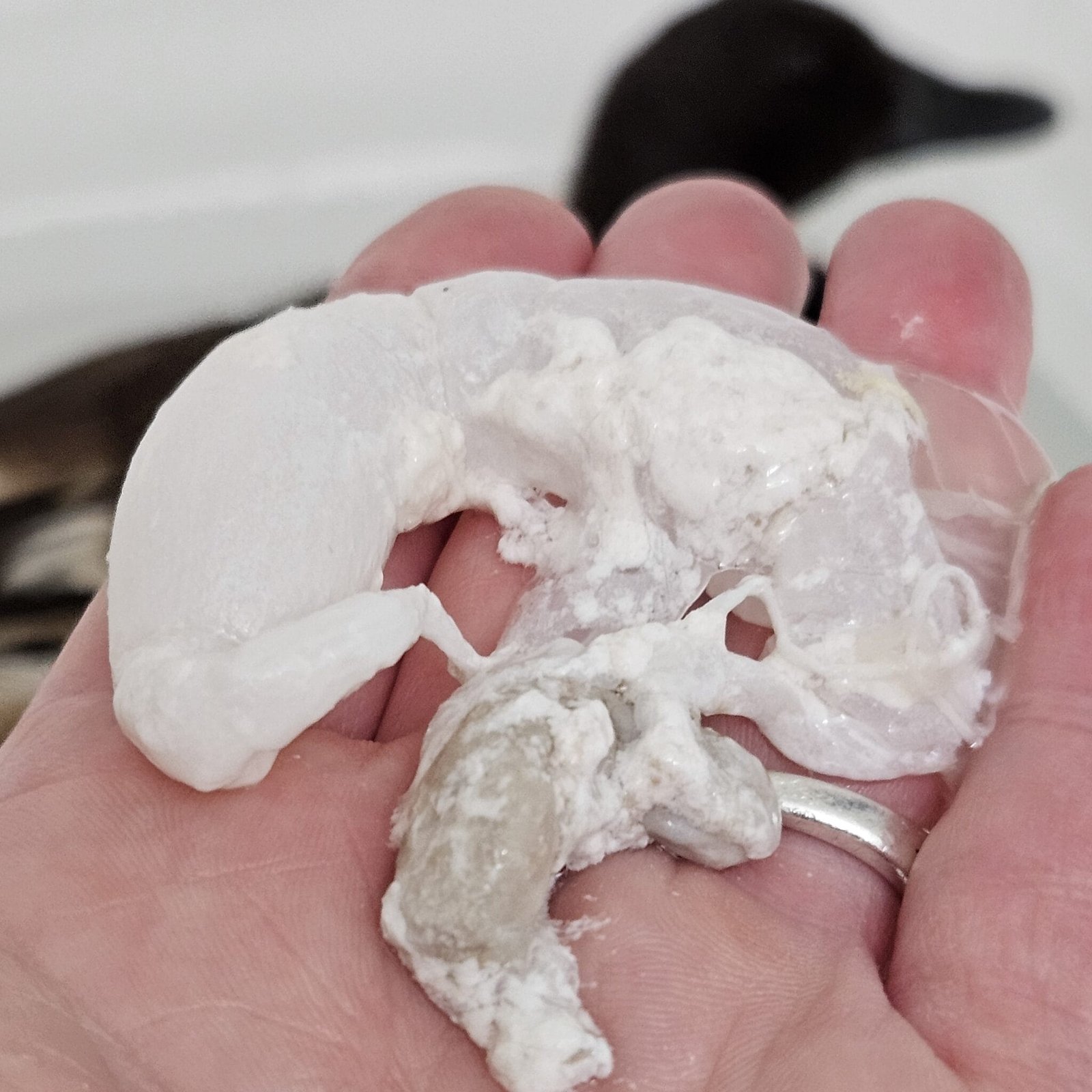 Reproductive Issues in Ducks: What They Are, Why They Happen, and How ...